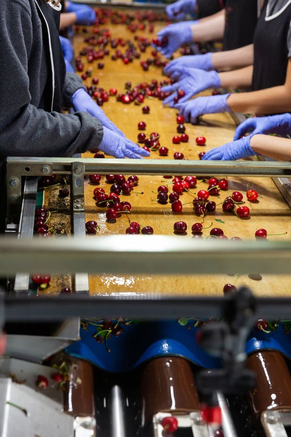 Sorting Washed Ripe Cherres Stock Image - Image of sort, packing: 310596285