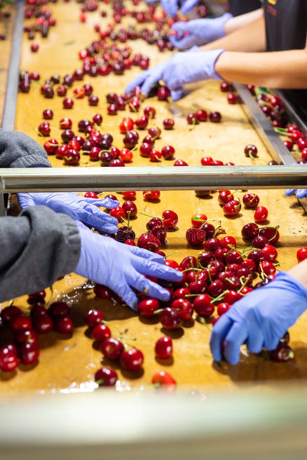 Sorting Washed Ripe Cherres Stock Image - Image of warehouse, freshness ...