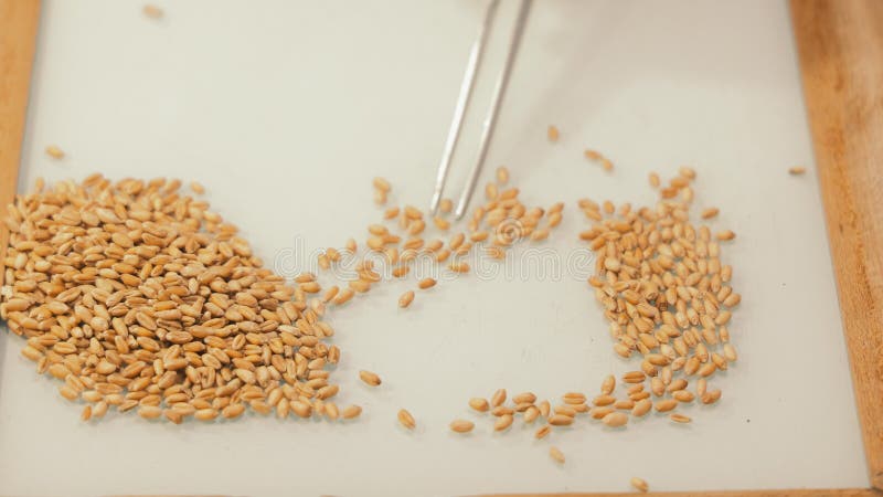 Sorting Wheat Grains on Tray. Close-up of Hands Sorting Wheat Grains on ...