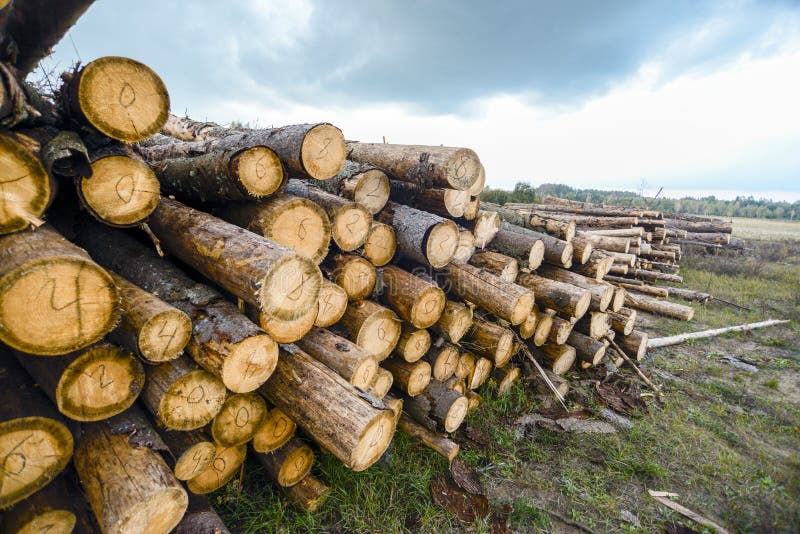 Sorting wood logs stock image. Image of circle, lumber - 128700039