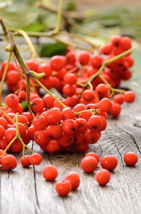 Sorva na tabela imagem de stock. Imagem de tabela, sorva - 35260977