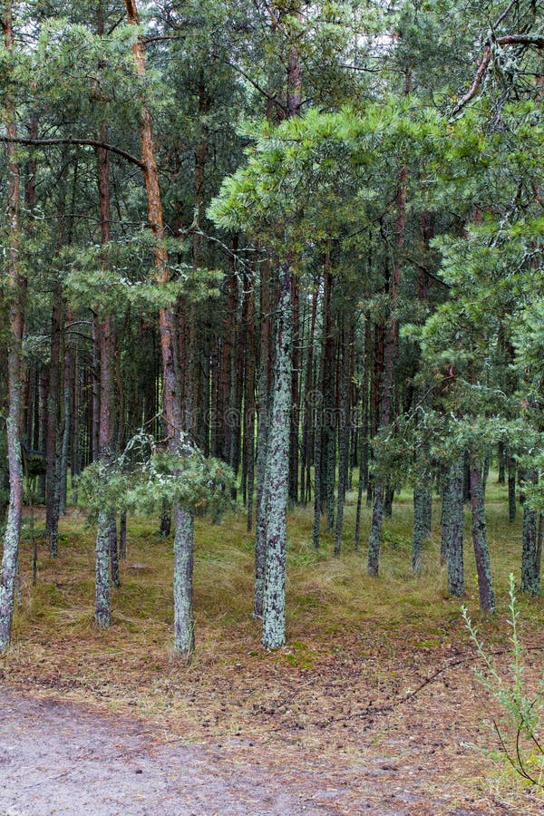 Sosnovy Bor (pine forest) stock photo. Image of lagoon - 43213852