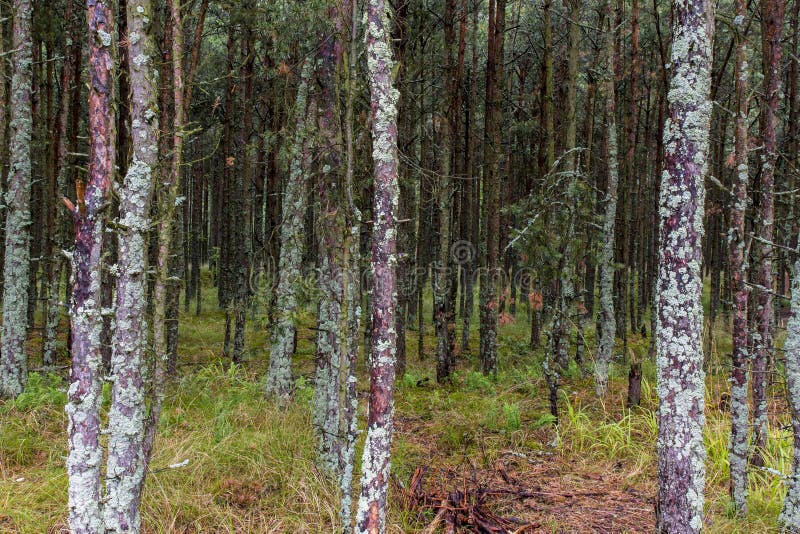 Sosnovy Bor (pine forest) stock image. Image of height - 43214565