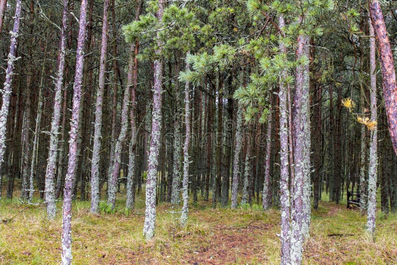 Sosnovy Bor (pine forest) stock image. Image of curonian - 43214635
