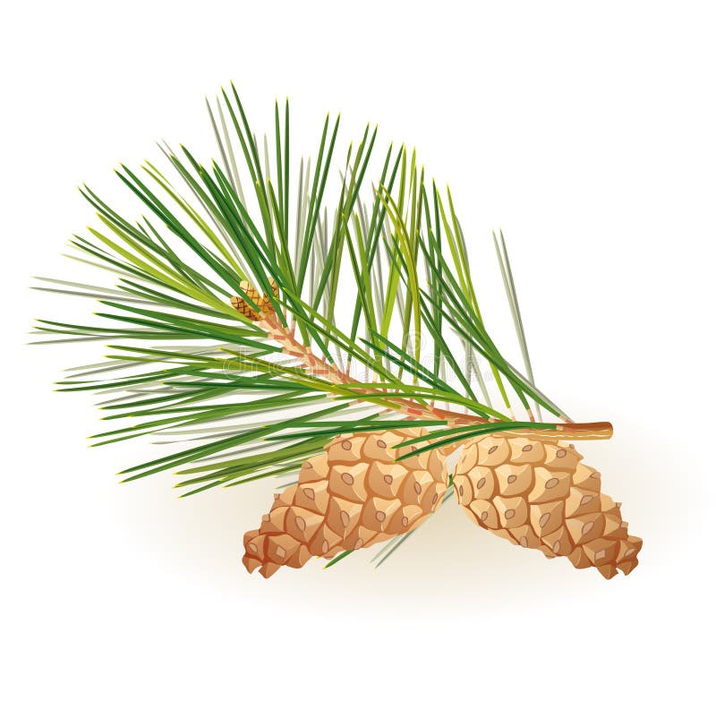 Sosny Gałąź I Sosna Rożek Jako Rocznika Rytownictwa Wektor Ilustracja ...