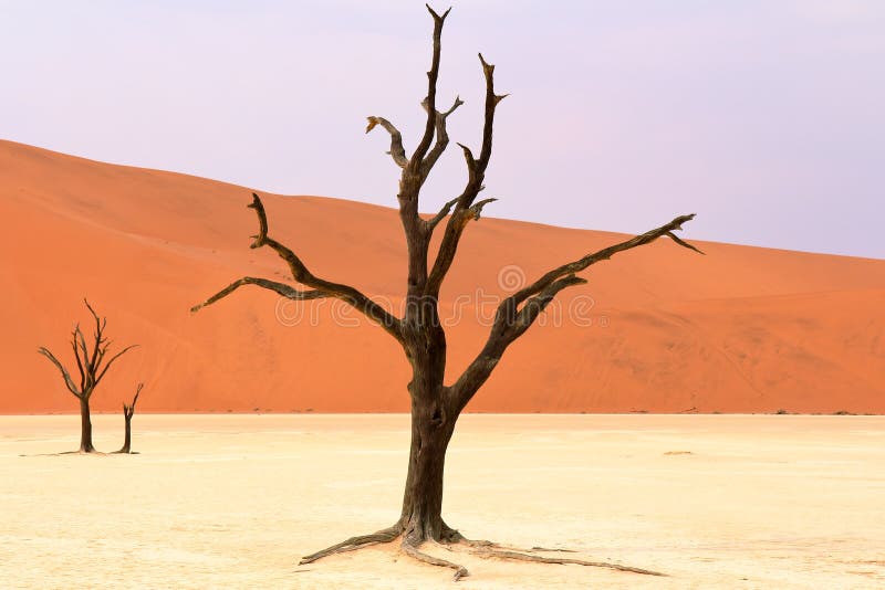 Sossusvlei: Dead Acacia Trees in the Namib Desert, Namibia Stock Image ...