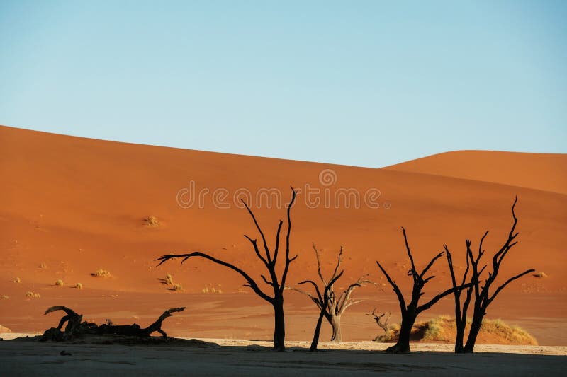 Sossusvlei, Famous Sand Dunes and Dead Trees in Deadvlei Stock Photo ...