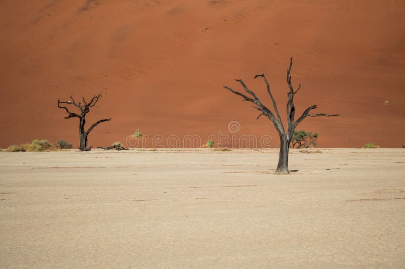 Sossusvlei Salt Pan Desert Landscape with Dead Trees and Dune Stock ...