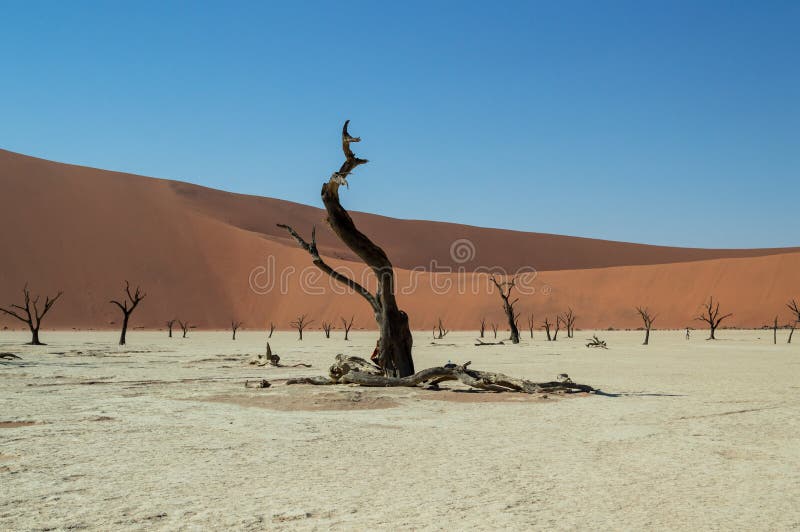 Sossusvlei Salt Pan Desert Landscape with Dead Trees and Dunes Stock ...