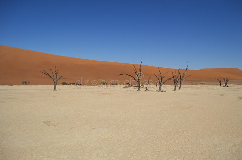 Sossusvlei Salt Pan Desert Landscape with Dead Trees, Namibia Stock ...