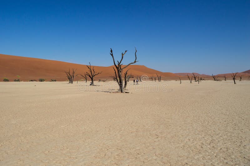 Sossusvlei Salt Pan Desert Landscape with Dead Trees and People Stock ...