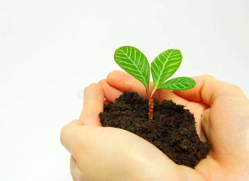 Sostener una planta foto de archivo. Imagen de dedo, crezca - 10397532