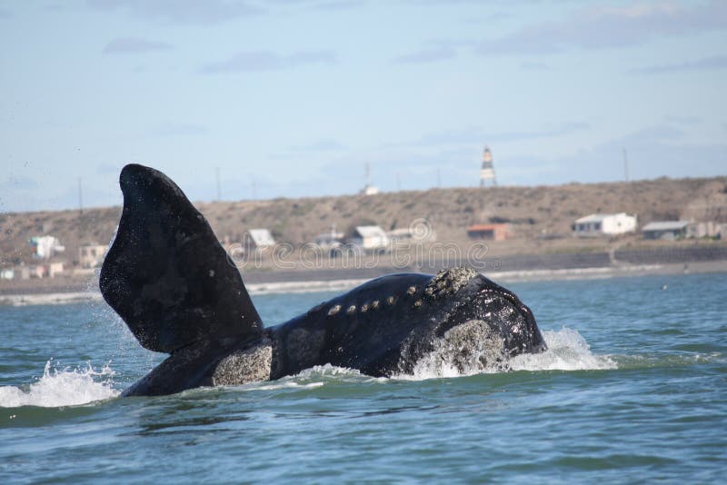 Sothern-Glattwal stockfoto. Bild von nahaufnahme, atlantisch - 47205704