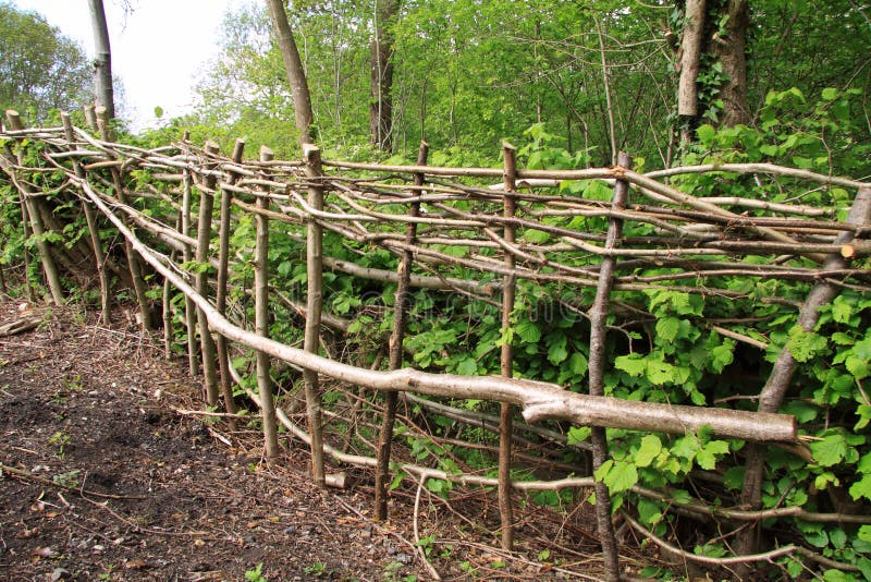Soto del seto imagen de archivo. Imagen de madera, silvicultura - 14398969