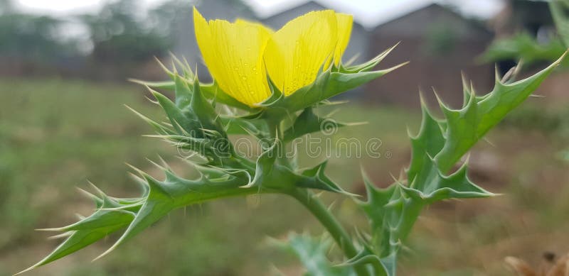 Soton stock image. Image of soton, good, nice - 144080045