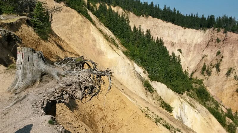 Souche D'arbre Au Bord D'un Ravin Photo stock - Image of roumanie ...