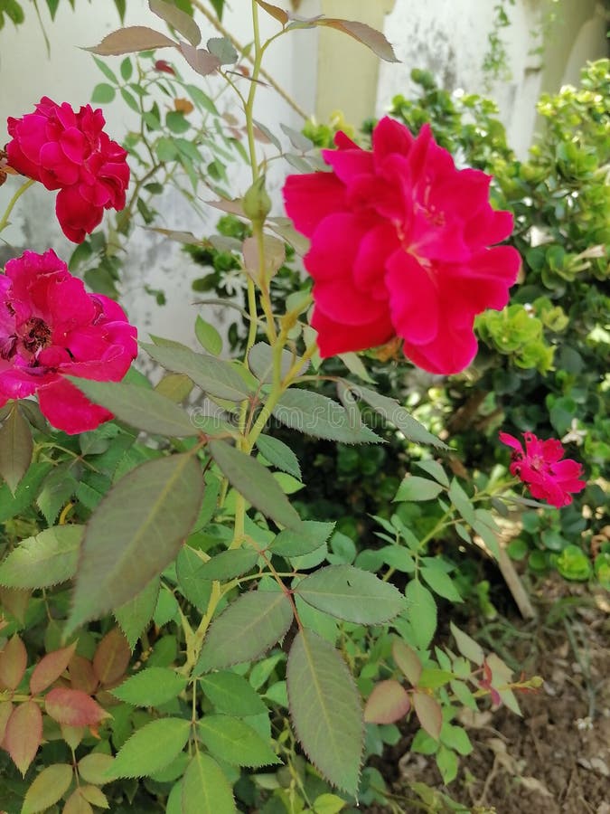 Soul satisfying pink rose stock photo. Image of satisfying - 225238268