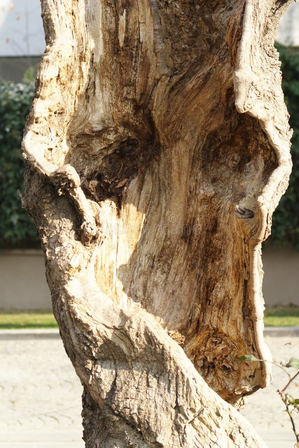 Strange tree trunk stock photo. Image of poor, alone - 37096468