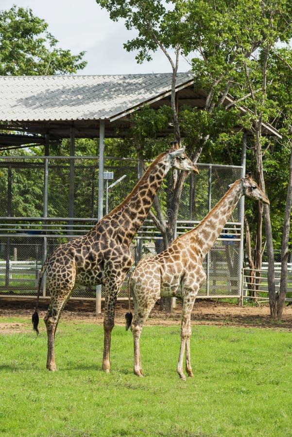 Soulmate Giraffe Mating on the Farm ,Thailand. Stock Photo - Image of ...
