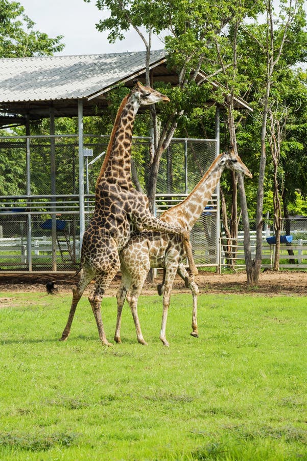 Giraffe Mating Gif