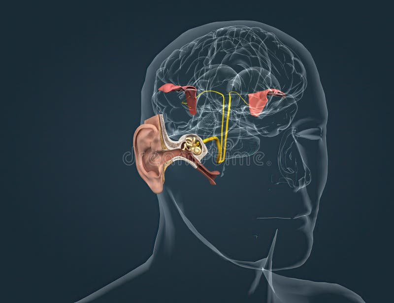 Sound Passes through the Ear and Carries Signals To the Brain Stem ... Sound Passes through the Ear and Carries Signals To the Brain Stem ...