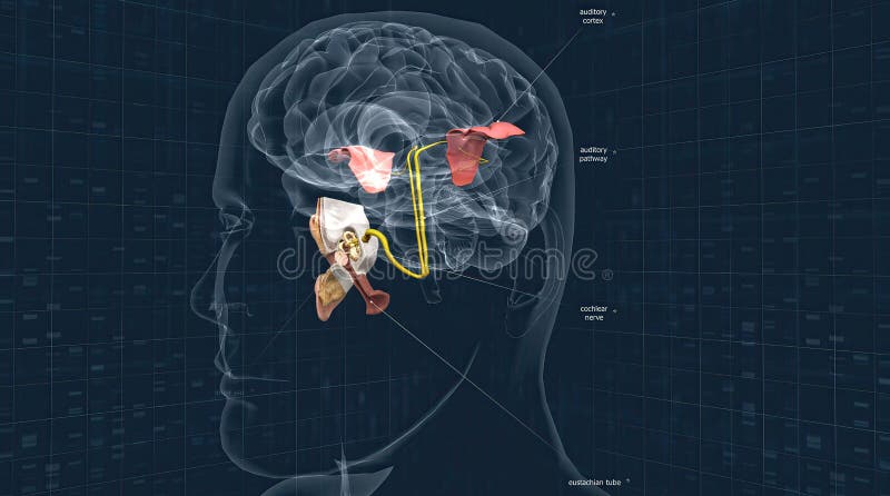 Sound Passes through the Ear and Carries Signals To the Brain Stem ... Sound Passes through the Ear and Carries Signals To the Brain Stem ...