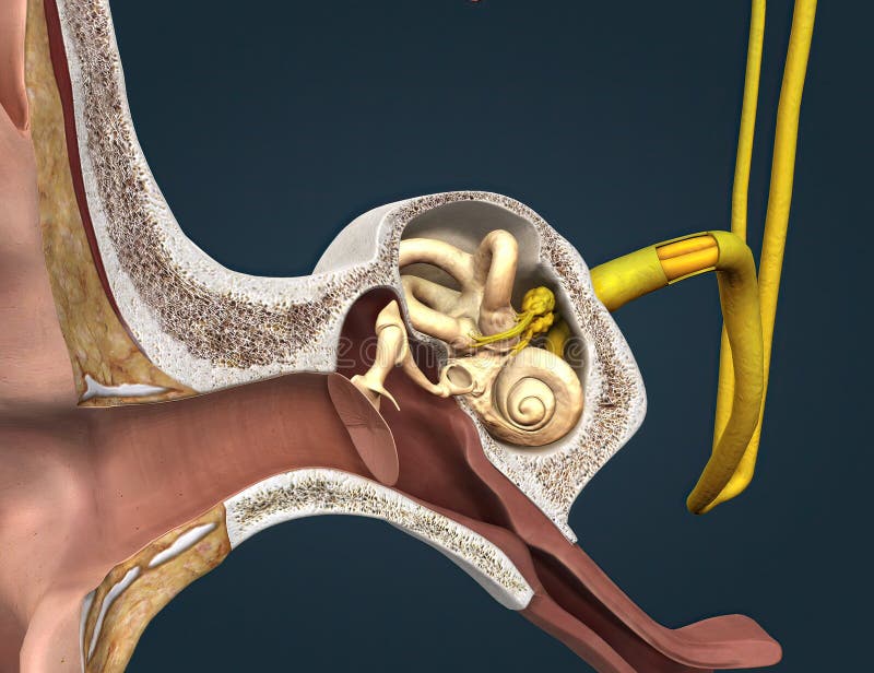 Sound Passes through the Ear and Carries Signals To the Brain Stem ... Sound Passes through the Ear and Carries Signals To the Brain Stem ...