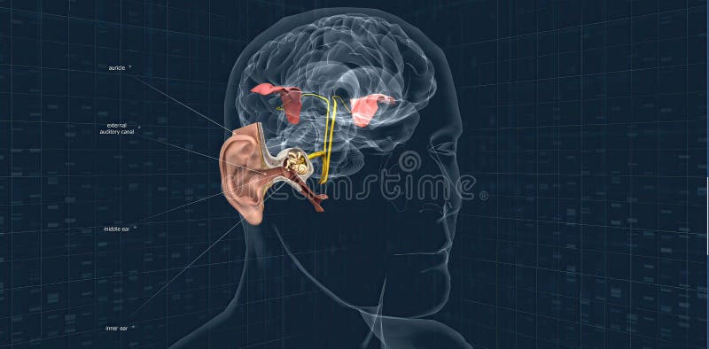 Sound Passes through the Ear and Carries Signals To the Brain Stem ... Sound Passes through the Ear and Carries Signals To the Brain Stem ...