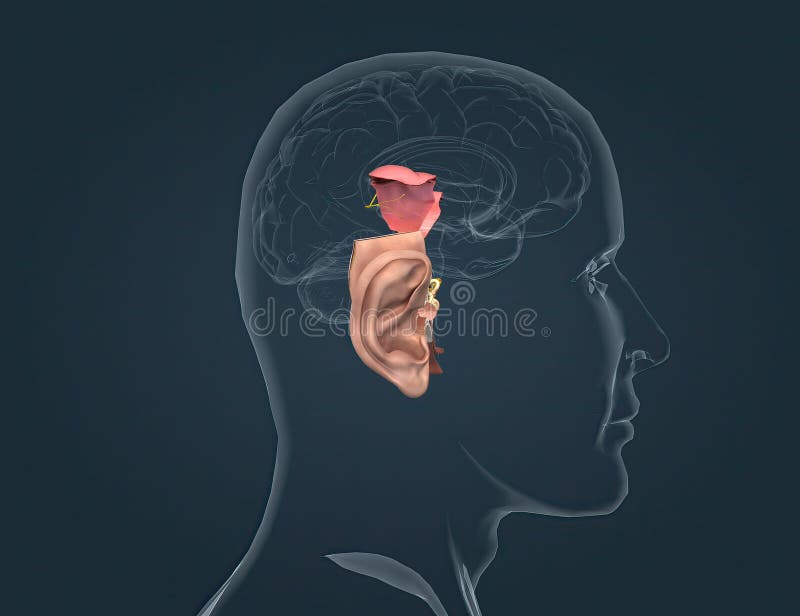 Sound Passes through the Ear and Carries Signals To the Brain Stem ... Sound Passes through the Ear and Carries Signals To the Brain Stem ...