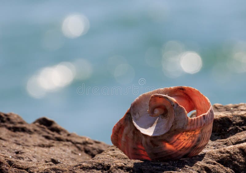 The sound of the sea stock image. Image of blue, shell - 62243005