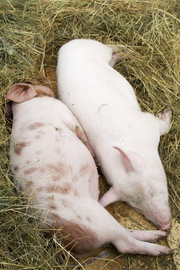 Sleeping pigs stock photo. Image of pigpen, cute, color - 18543800