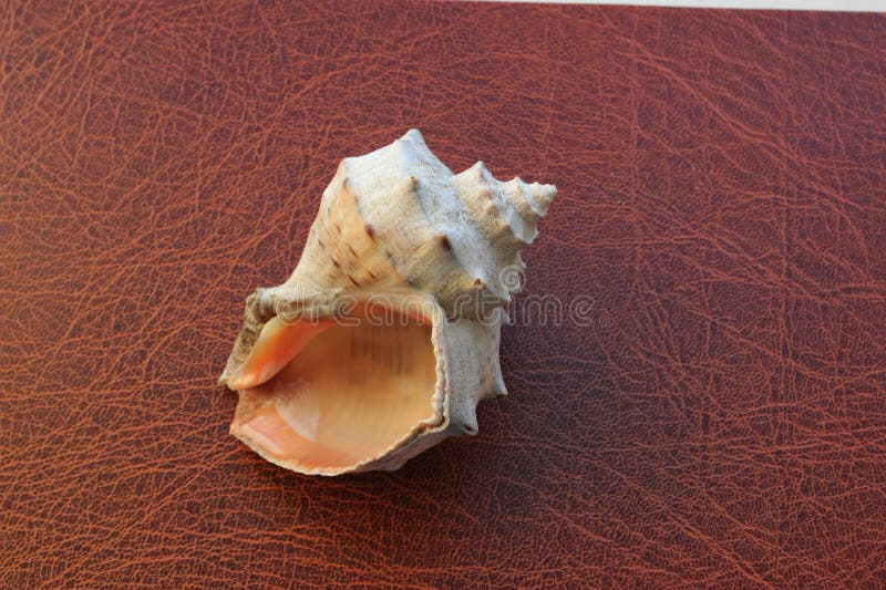 Sound of Waves Image. Inner Side of a Sea Shell Lying on Leather ...
