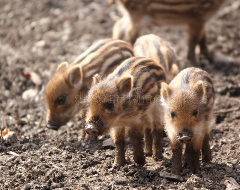 Sounder of Young Wild Boars Stock Image - Image of sounder, animal ...