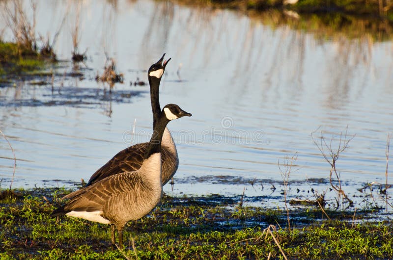 Sounding the Alarm stock photo. Image of america, honk - 29392328