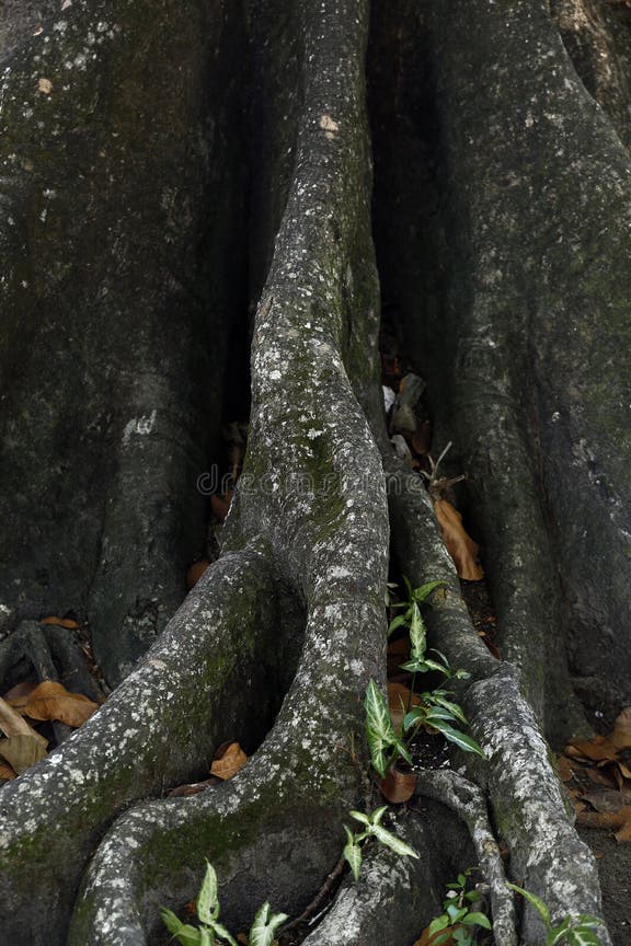 The Soundness and Safety of Tree Root Stock Image - Image of soundness ...