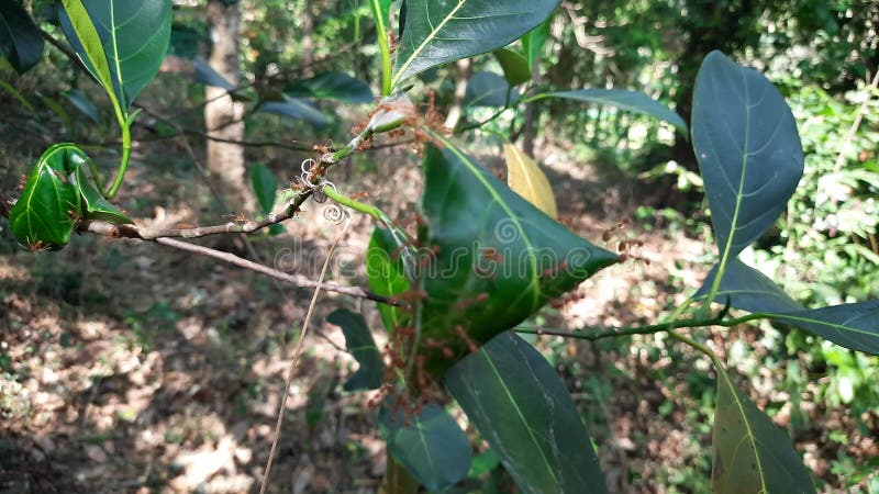 Sour ants make their nests stock video. Video of daylight - 214068233