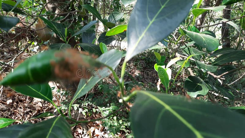 Sour ants make their nests stock footage. Video of jackfruit - 214074430