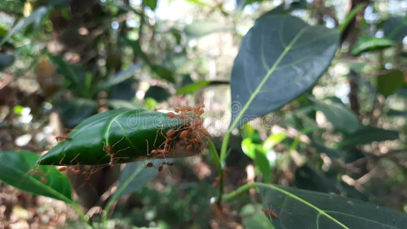 Sour ants make their nests stock video. Video of kerala - 214074185