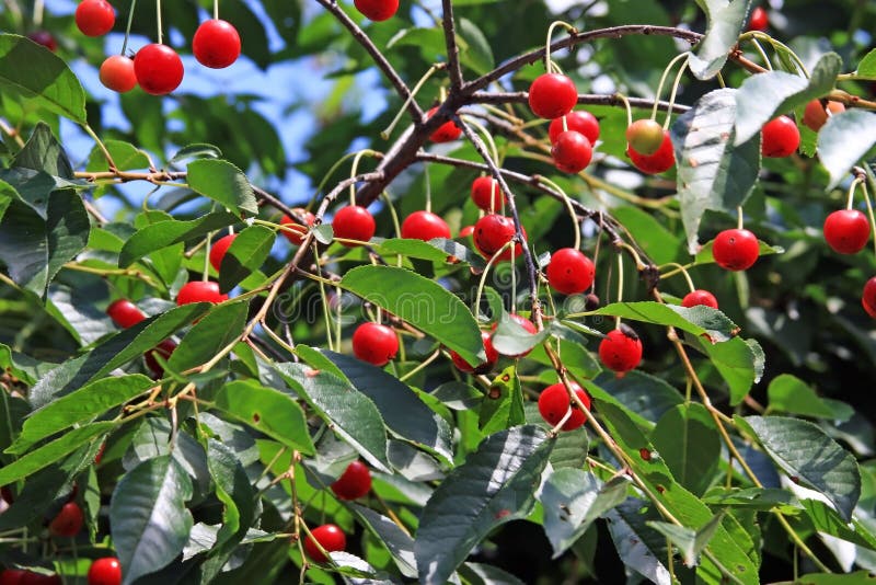 Sour cherries stock image. Image of green, shadows, ecological - 14821011
