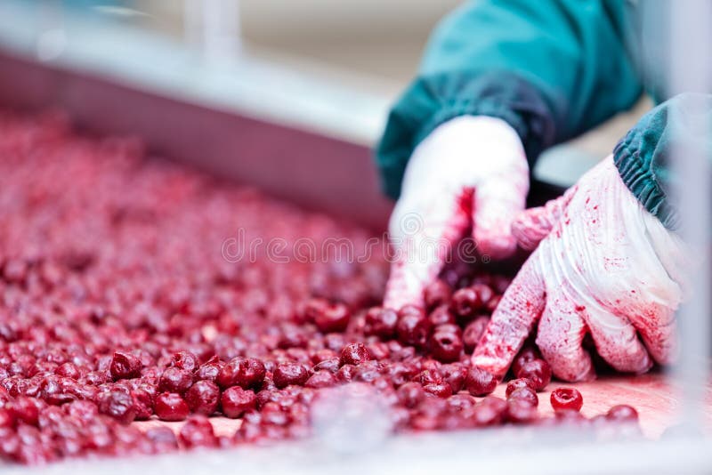 Sour Cherries in Processing Machines Stock Image - Image of nature ...