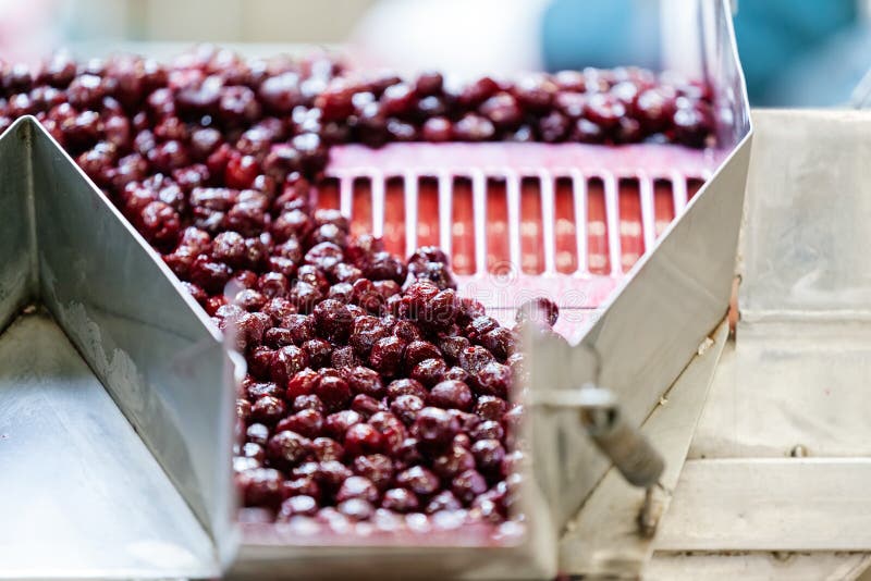 Sour Cherries in Processing Machines Stock Image - Image of closeup ...