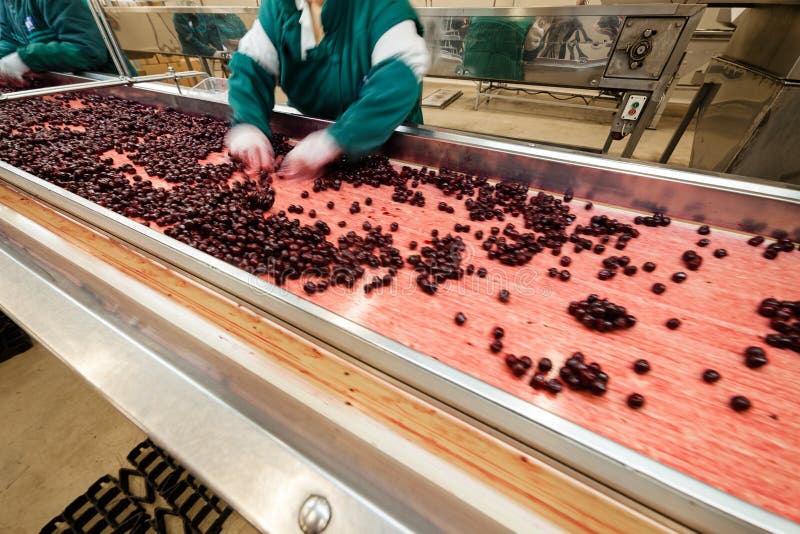 Sour Cherries in Processing Machines Stock Photo - Image of factory ...