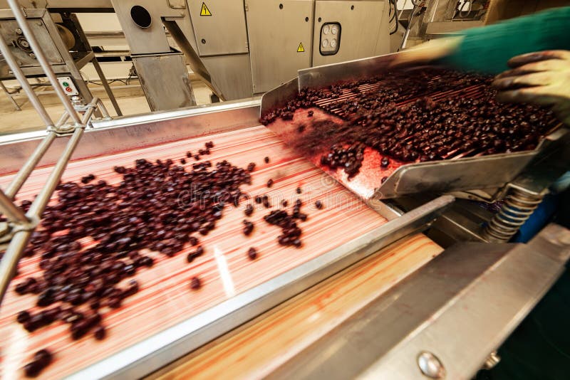 Sour Cherries in Processing Machines Stock Photo - Image of people ...