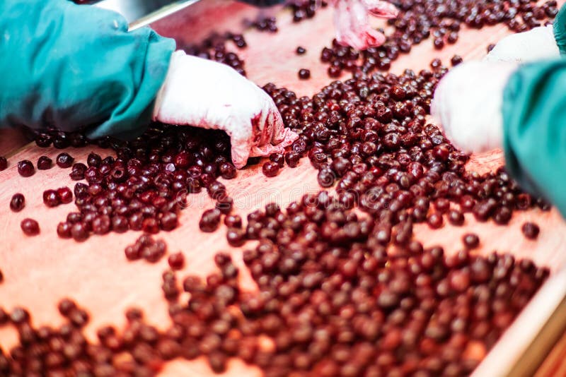 Sour Cherries in Processing Machines Stock Image - Image of premium ...