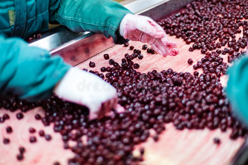 Sour Cherries in Processing Machines Stock Image - Image of food, macro ...