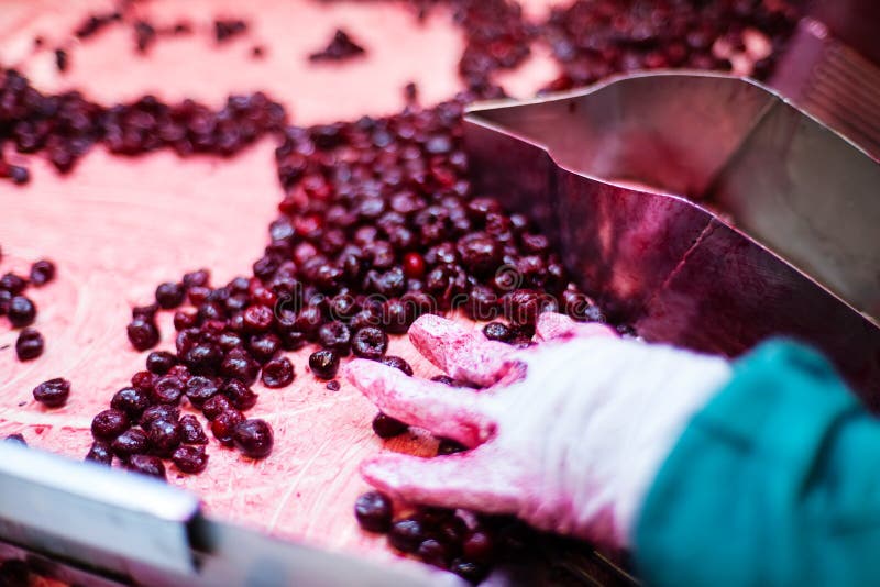 Sour Cherries in Processing Machines Stock Image - Image of factory ...