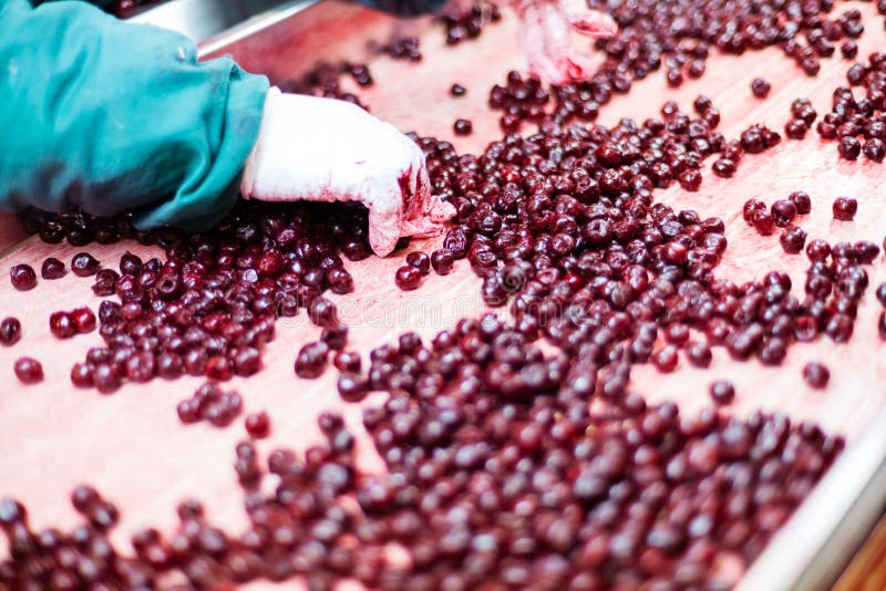 Sour Cherries in Processing Machines Stock Photo - Image of plant ...