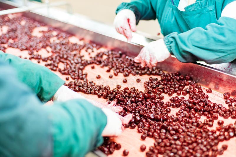 Sour Cherries in Processing Machines Stock Image - Image of frost ...