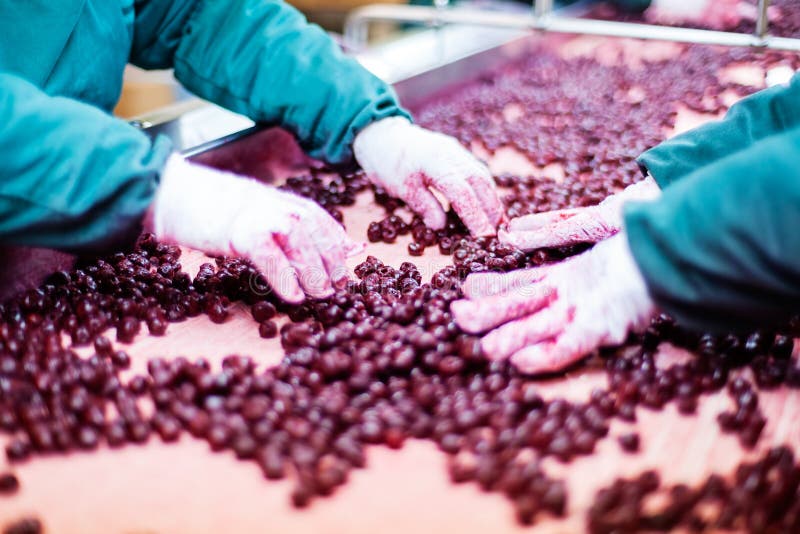 Sour Cherries in Processing Machines Stock Image - Image of freshness ...
