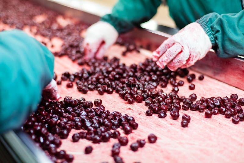 Sour Cherries in Processing Machines Stock Image - Image of frost ...